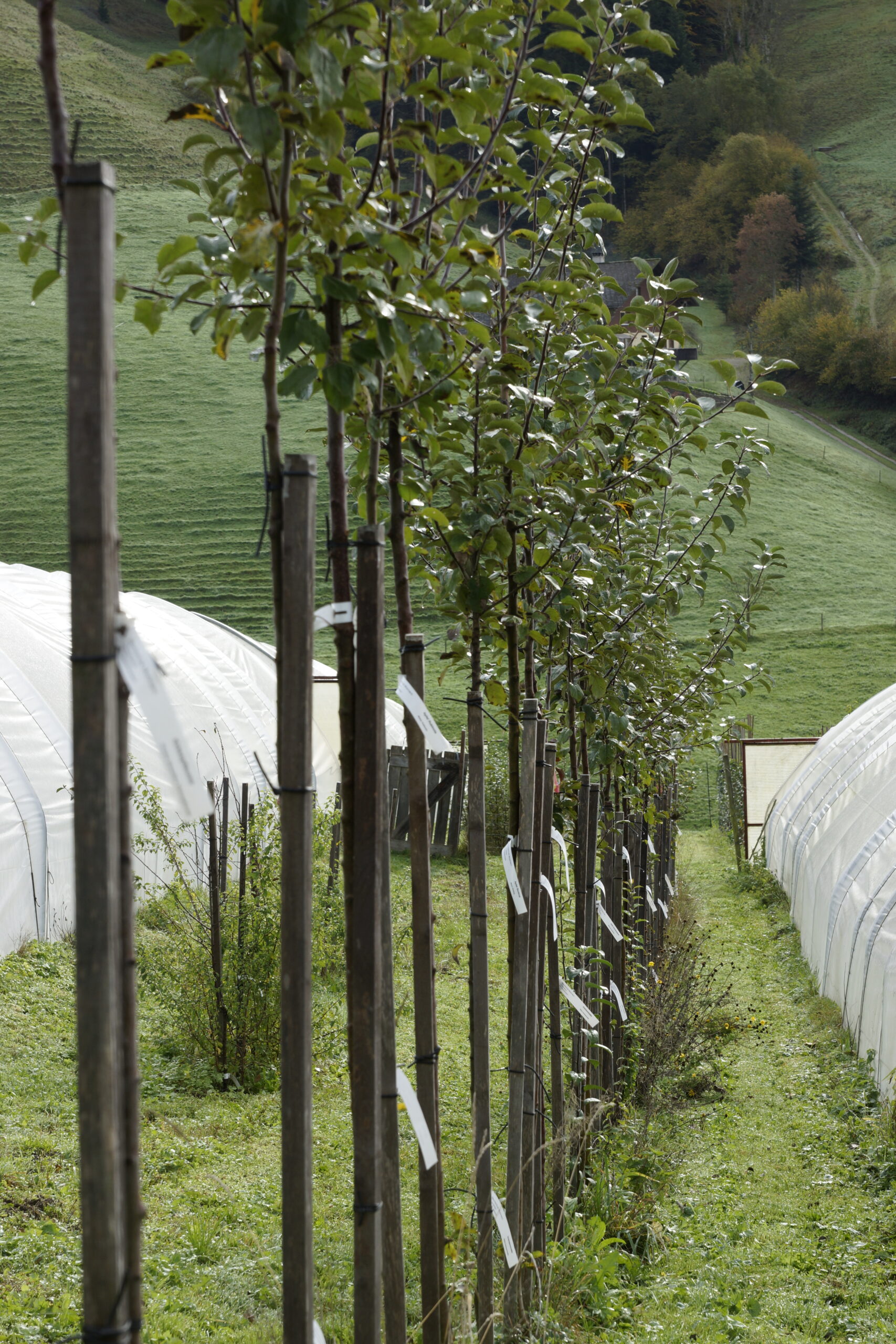 Baumschule – Mosimann